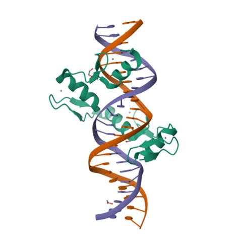 RCSB PDB 8E3D ZBTB7A Zinc Finger Domain Bound To DNA Duplex