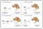 Classical Conditioning Stimulus Response Theory Mechanisms Examples