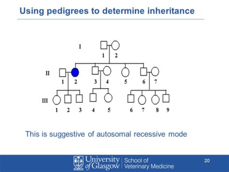 Pedigree Genetics Flashcards Quizlet