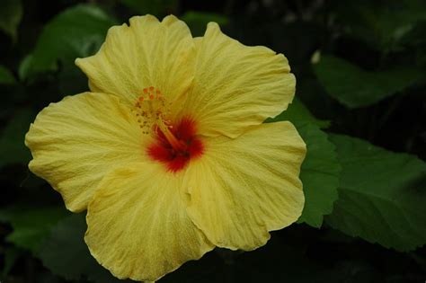 10以上の無料Chica Blusa Amarilla Con Laptop ナチュラレザ画像 Pixabay