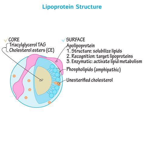 Biochemistry Glossary Lipoproteins Ditki Medical Biological Sciences