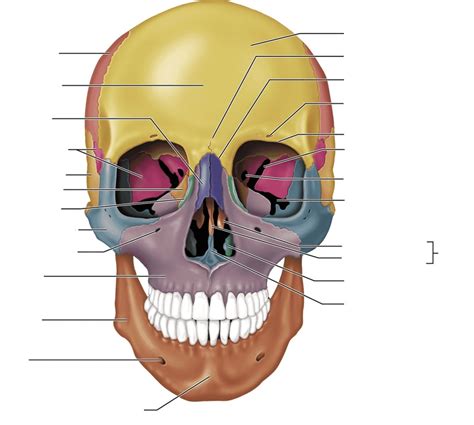 Anterior Skull Anatomy Diagram Quizlet