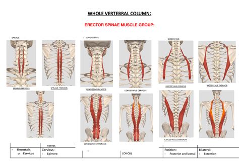 Muscles Of The Vertebral Column