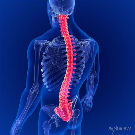 3d Illustration Human Skeleton Vertebral Column Anatomy Canvas Prints