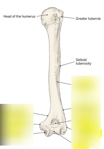 Posterior Distal Humerus Diagram Quizlet