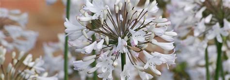 Comment réussir le semis d agapanthes Promesse de Fleurs
