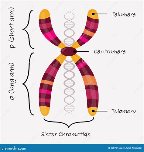 Chromosome Diagram Vector Stock Vector Illustration Of Text
