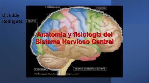 Anatomía y Fisiología del Sistema Nervioso EVELIN DIONICIO uDocz
