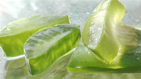 Aloe vera návod jak si vyrobit vlastní kosmetiku