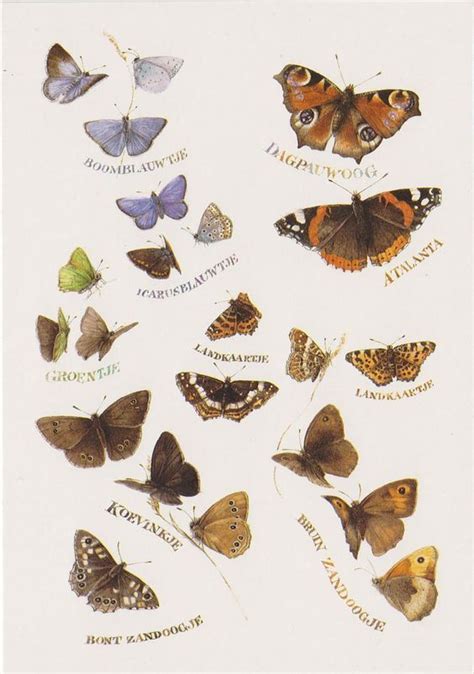 Postcard Sent To Germany Butterflies By Marjolein Bastin Dutch