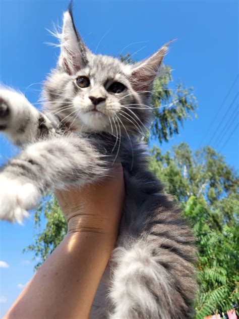 Gotowa do odbioru koteczka Maine Coon Poznań Grunwald OLX pl