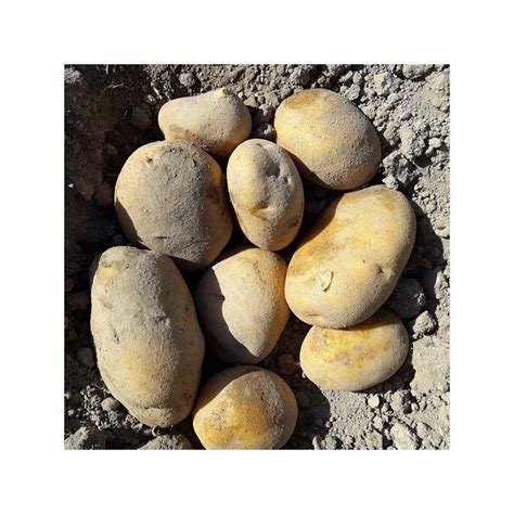 Patata Variedad AGRIA especial freir origen ESPAÑA