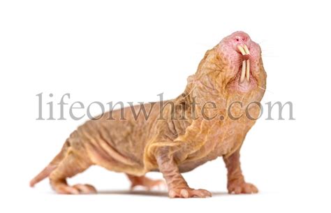 Life On White Side View Of A Naked Mole Rat Hairless Rat Isolated