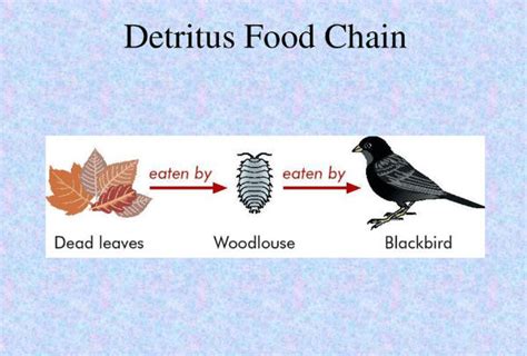 Food Chain Definition Types Examples And Diagram