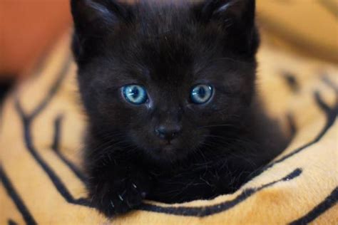 Facilitar Hurac N Principalmente Gato Negro Ojos Azules Precio Jaula