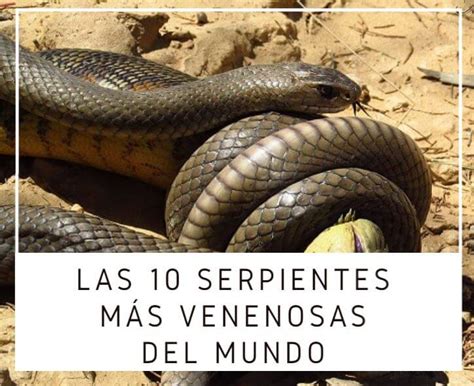 20 tipos de serpientes más venenosas de México Fotos