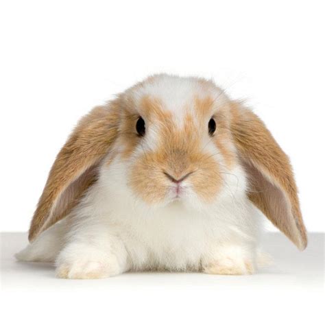 Giant French Lop Rabbit
