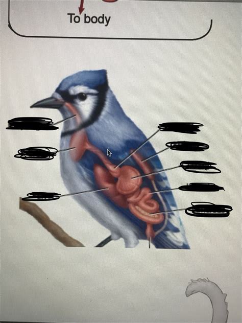 Bird Body Part Diagram Diagram Quizlet