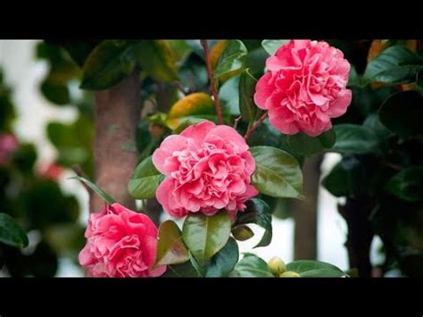 Cuidados de la camelia en maceta Guía completa para mantener esta