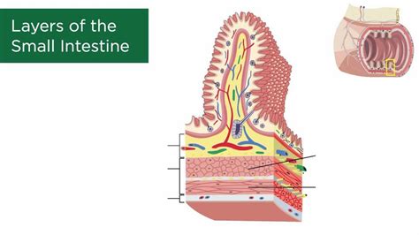 Lab Intestinal Villi Diagram Quizlet