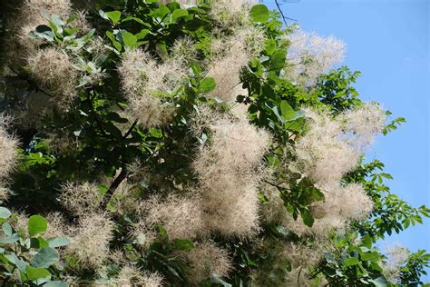 Smoke Bush Plant Care Growing Guide