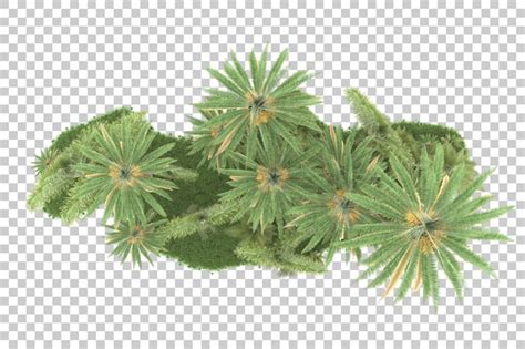 Pine Tree Top View Png