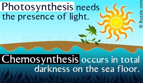 Differences And Similarities Between Chemosynthesis And Photosynthesis