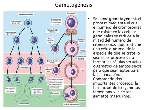 Qué es la GAMETOGÉNESIS y sus etapas resumen vídeos