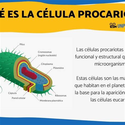 Lista 100 Foto Que Diferencias Hay Entre Las Celulas Procariotas Y