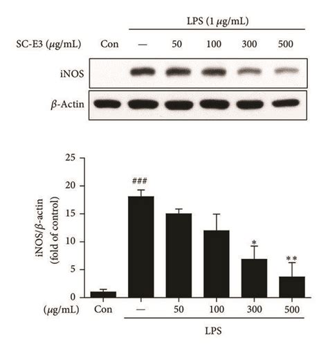 Effects Of SC E3 On The LPS Induced Expressions Of INOS And COX 2