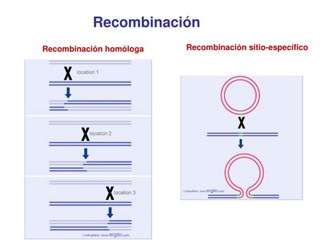 PPT Recombinación homóloga PowerPoint Presentation free download