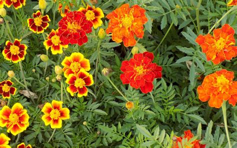 Top 10 des plantes résistantes à la sécheresse GARDENA