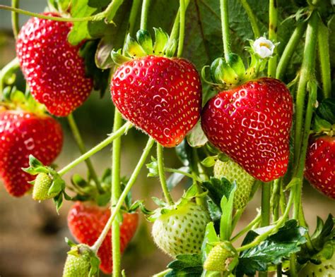 Strawberry Detection Object Detection Dataset And Pre Trained Model By