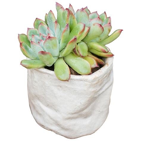 Buy Flower Pot الأواني النباتية النضرة الأبيض النضطة وعاء الحديقة
