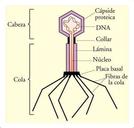 Reinos Microbiología