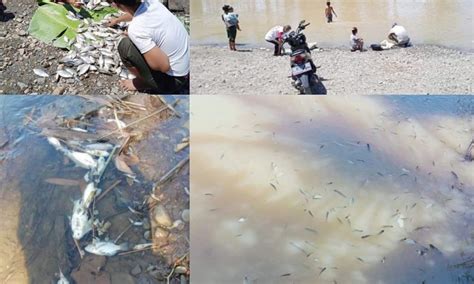 Heboh Ribuan Ikan Di Sungai Ongkag Dumoga Mati Mendadak Pantau24