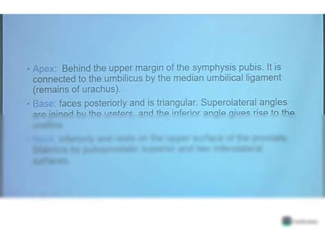 Solution Gross And Histology Of Ureter Urinary Bladder And Urethra