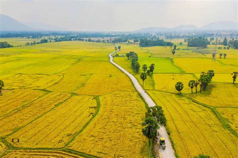 Đẹp ngỡ ngàng cánh đồng Văn Giáo mùa lúa chín Báo Quảng Ninh điện tử