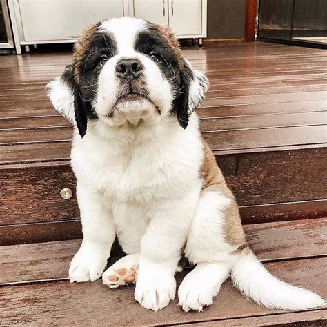 Duke Saint Bernard Puppies For Sale
