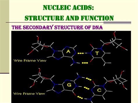 PPT NUCLEIC ACIDS STRUCTURE And FUNCTION PowerPoint Presentation