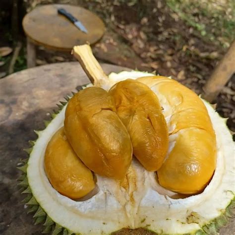 20 Durian Nanga Seeds Durio Zibethinus Var Nanga EBay