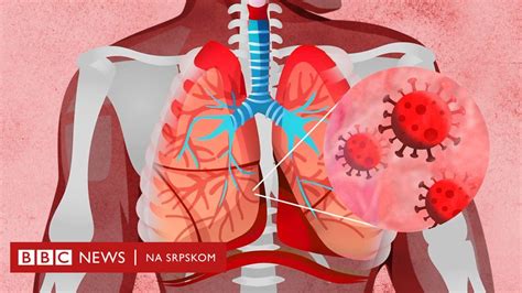 Korona virus Kako Kovid 19 utiče na kardiovaskularni i respiratorni