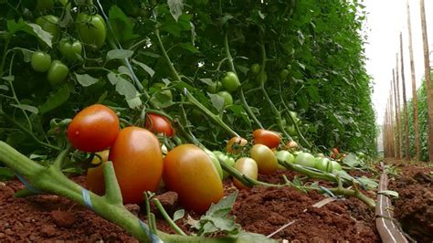Produtores De Tomate Migram Para Cultivo Org Nico Em Estufas Em Busca