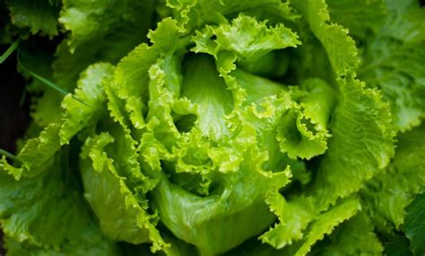 Cómo conservar la lechuga fresca durante más tiempo