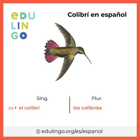 Introducir Imagen Cual Es El Plural De Colibri Viaterra Mx