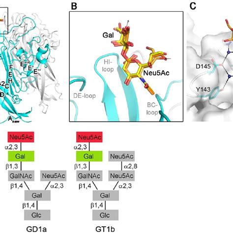 Structure Of MCPyV VP1 In Complex With Sialylated Oligosaccharides A
