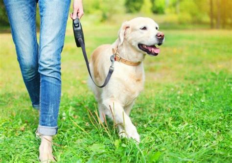 Recomendaciones Para Sacar A Pasear Al Perro El Periodiquito