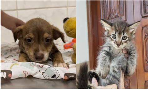 Nova edição da Feira Pet terá três cães e dois gatos disponíveis para