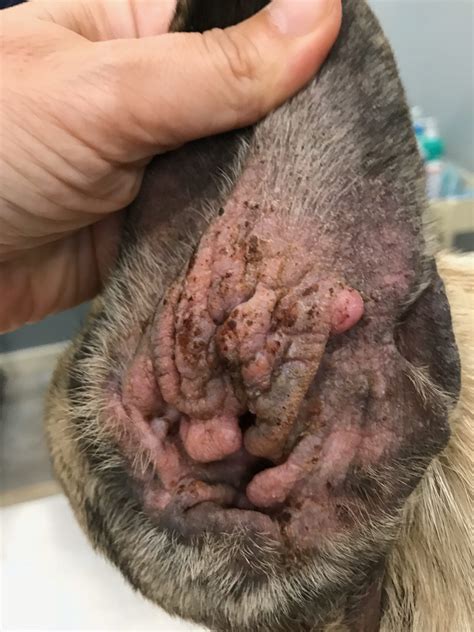 Cuanto Dura La Otitis En Perros