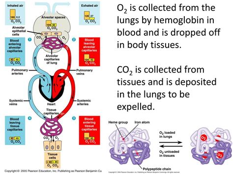 How Open Vs Closed Circulatory Systems Function